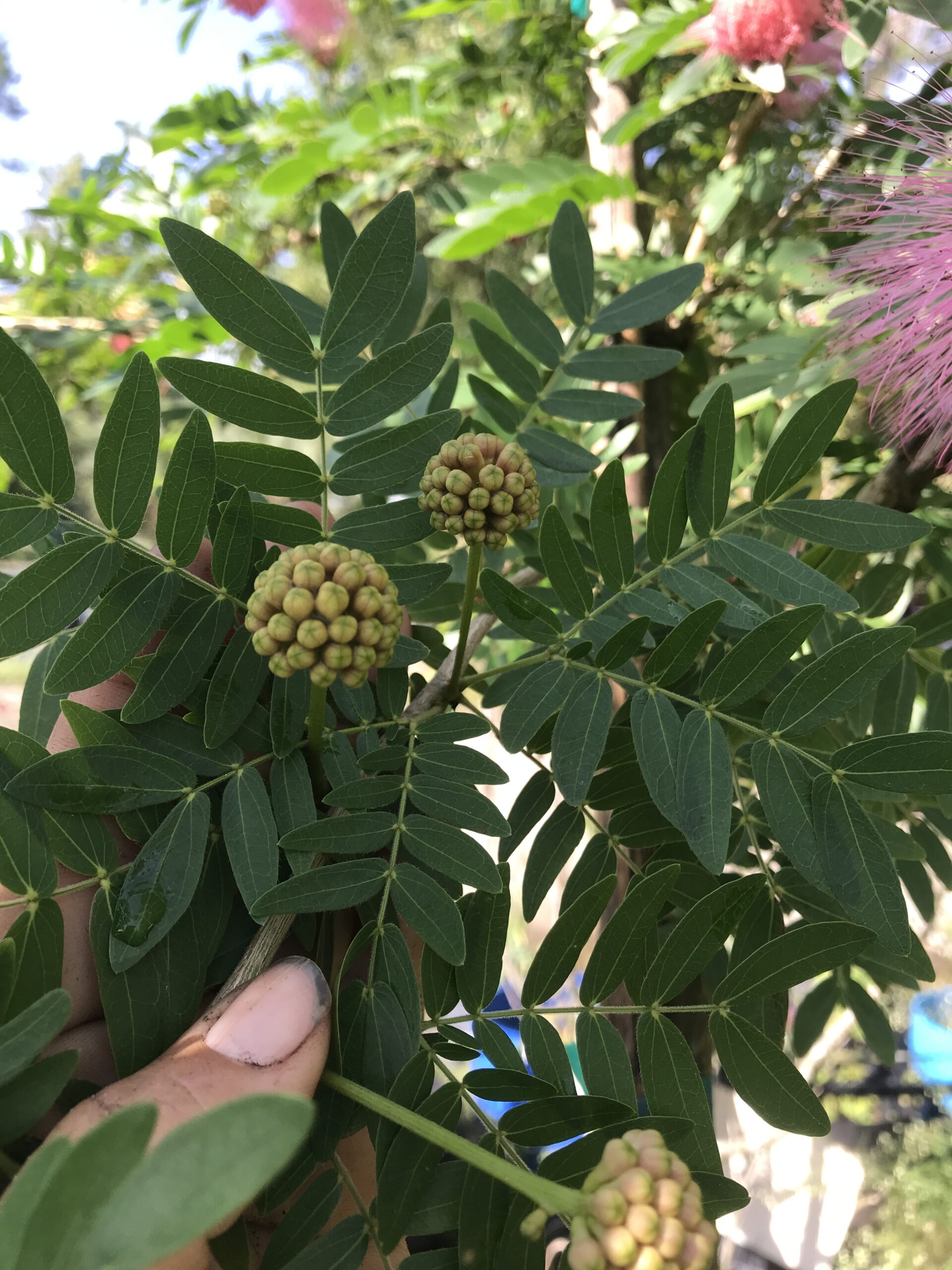 Powder Puff Rainbow Pink – Tree Farm & Nursery