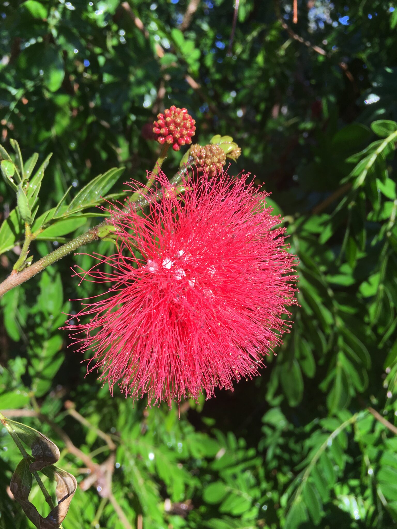 Powder Puff Red – Tree Farm & Nursery