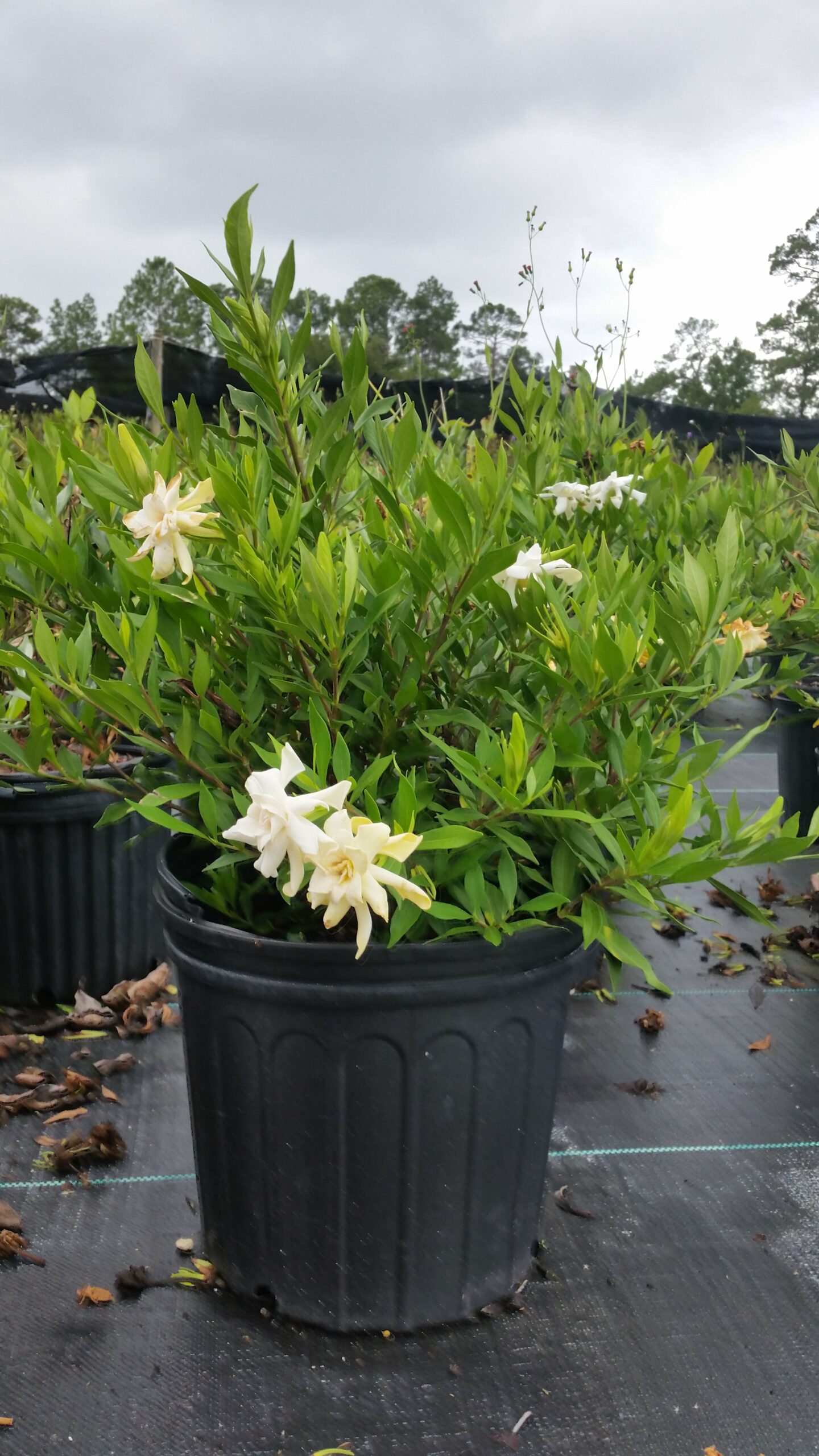 Gardenia Frostproof – Tree Farm & Nursery