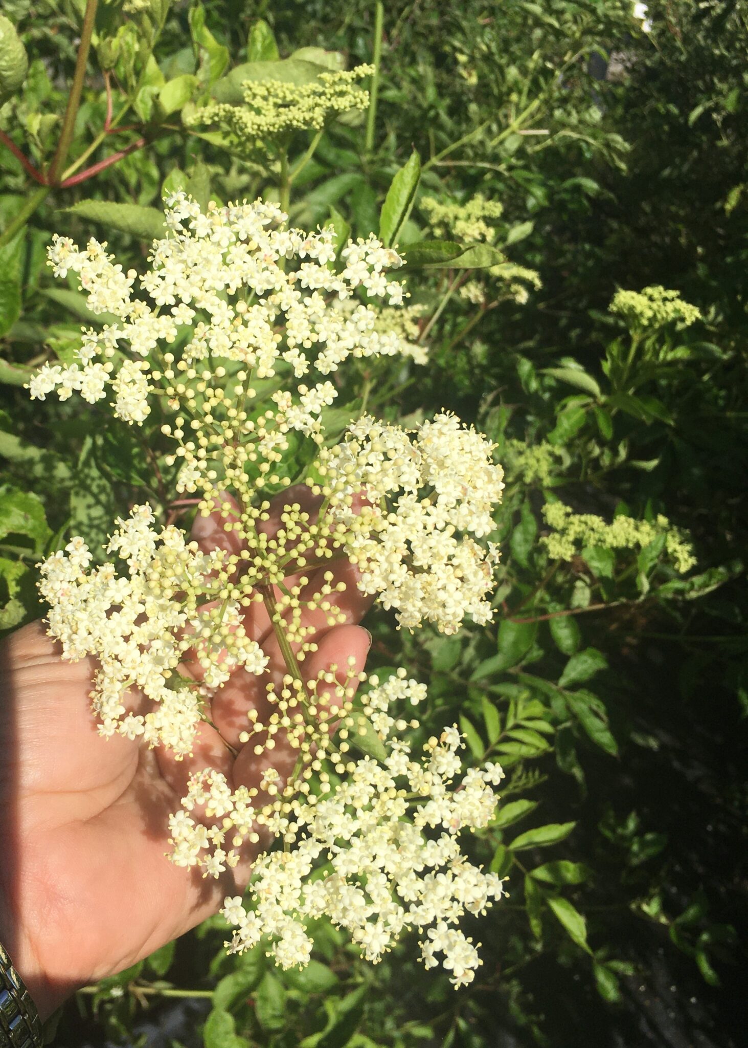 Florida Native Plant List – Tree Farm & Nursery