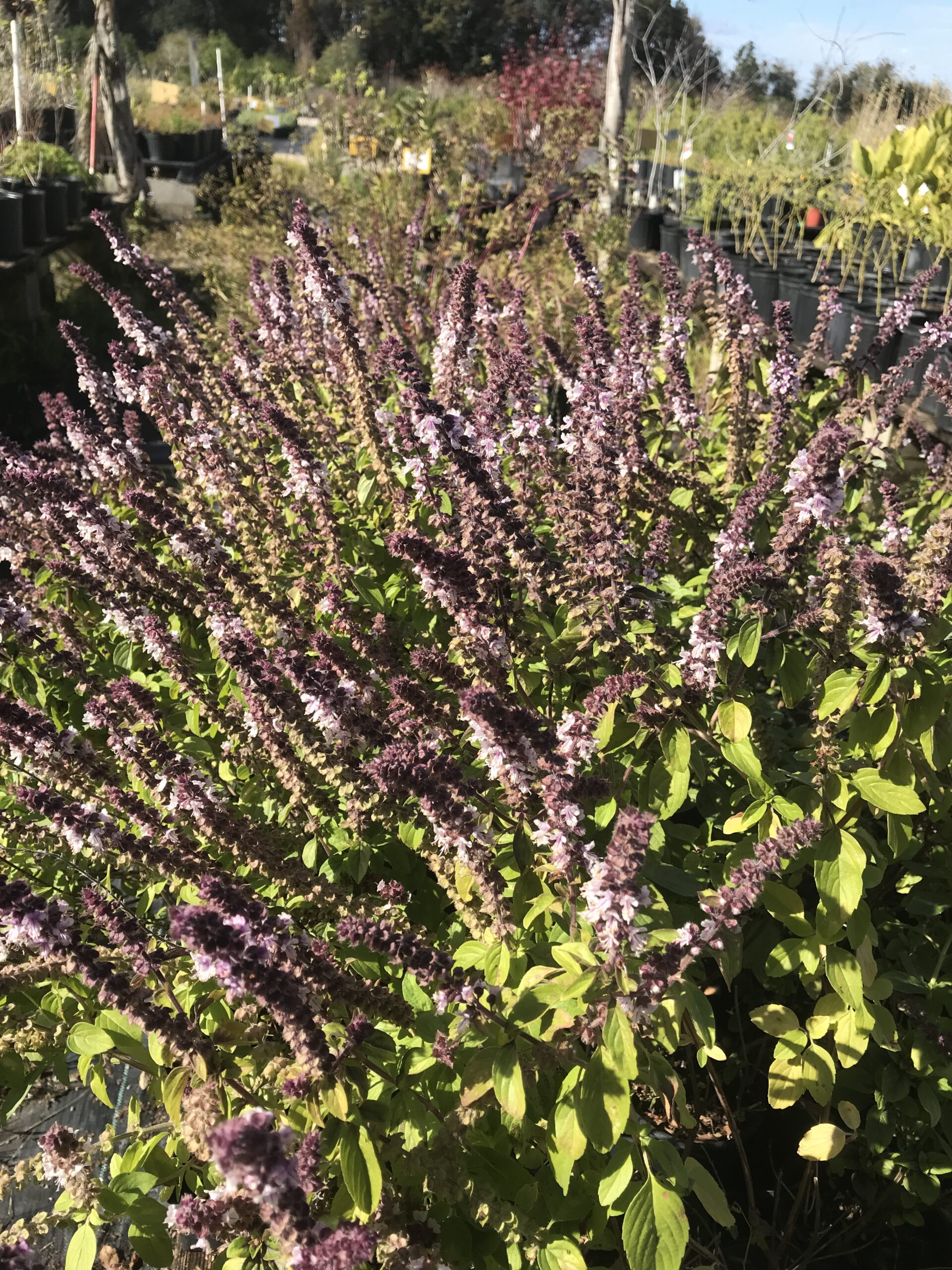 African Blue Basil – Tree Farm & Nursery