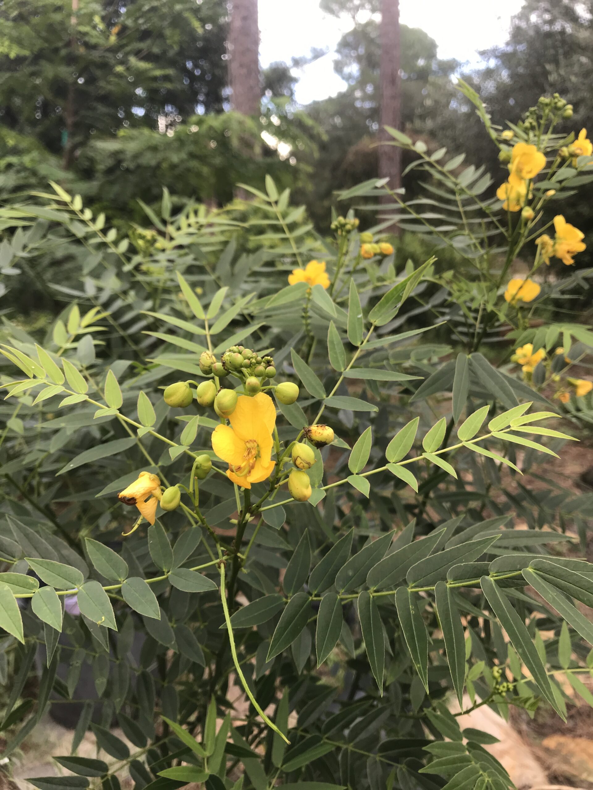 Florida Native Plant List – Tree Farm & Nursery