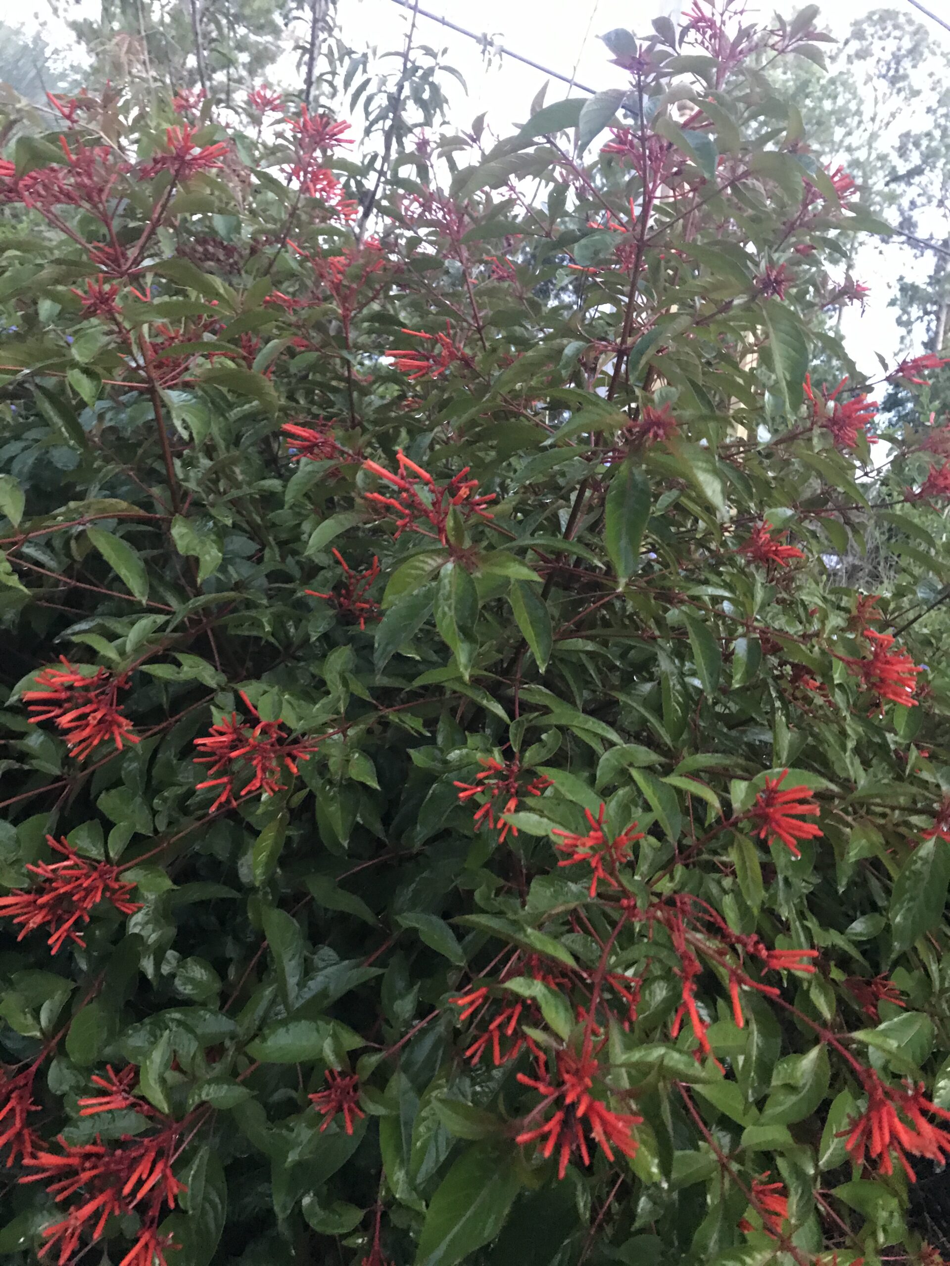 Florida Native Plants – Tree Farm & Nursery