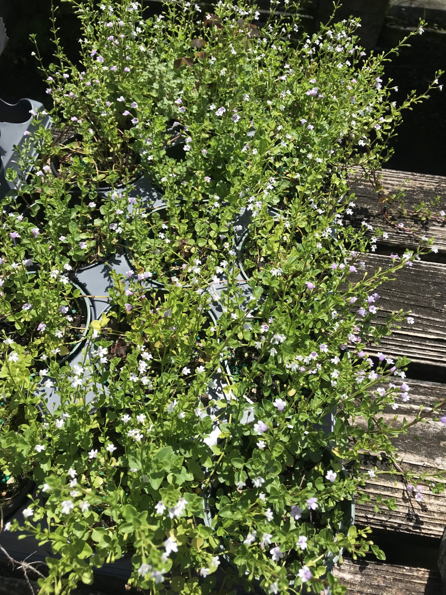 Florida Native Plant List – Tree Farm & Nursery