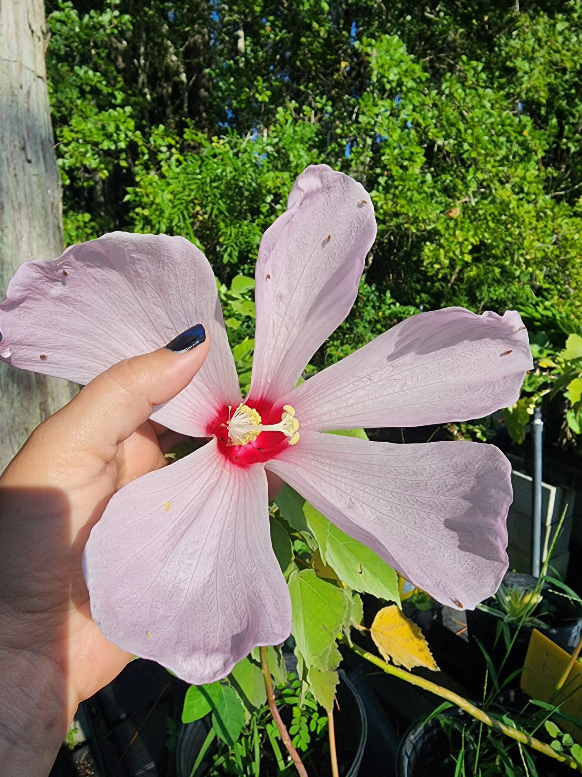 Florida Native Plant List – Tree Farm & Nursery