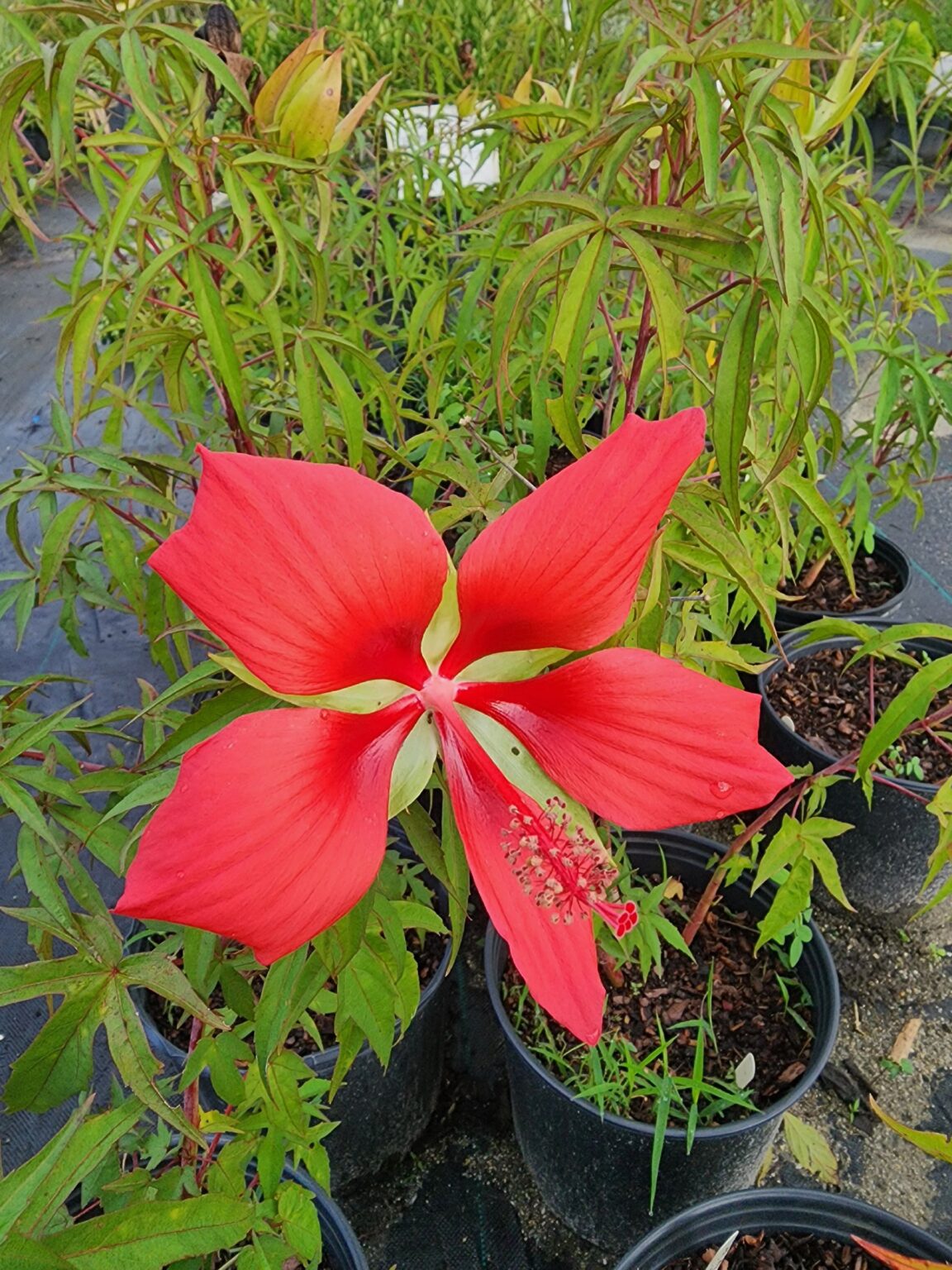 Florida Native Plant List – Tree Farm & Nursery