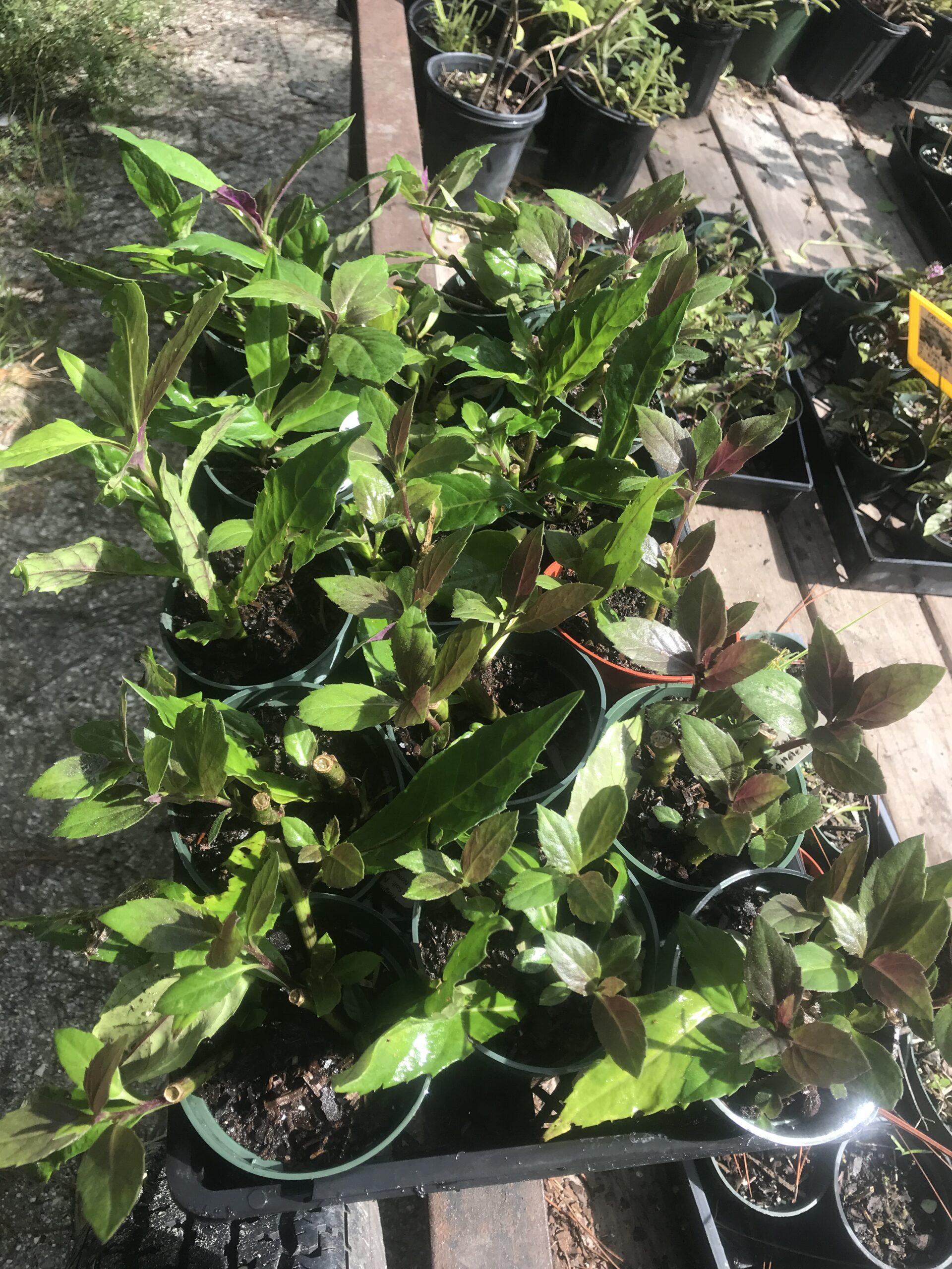 Okinawa Spinach – Tree Farm & Nursery