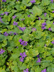 Florida Native Plant List – Tree Farm & Nursery
