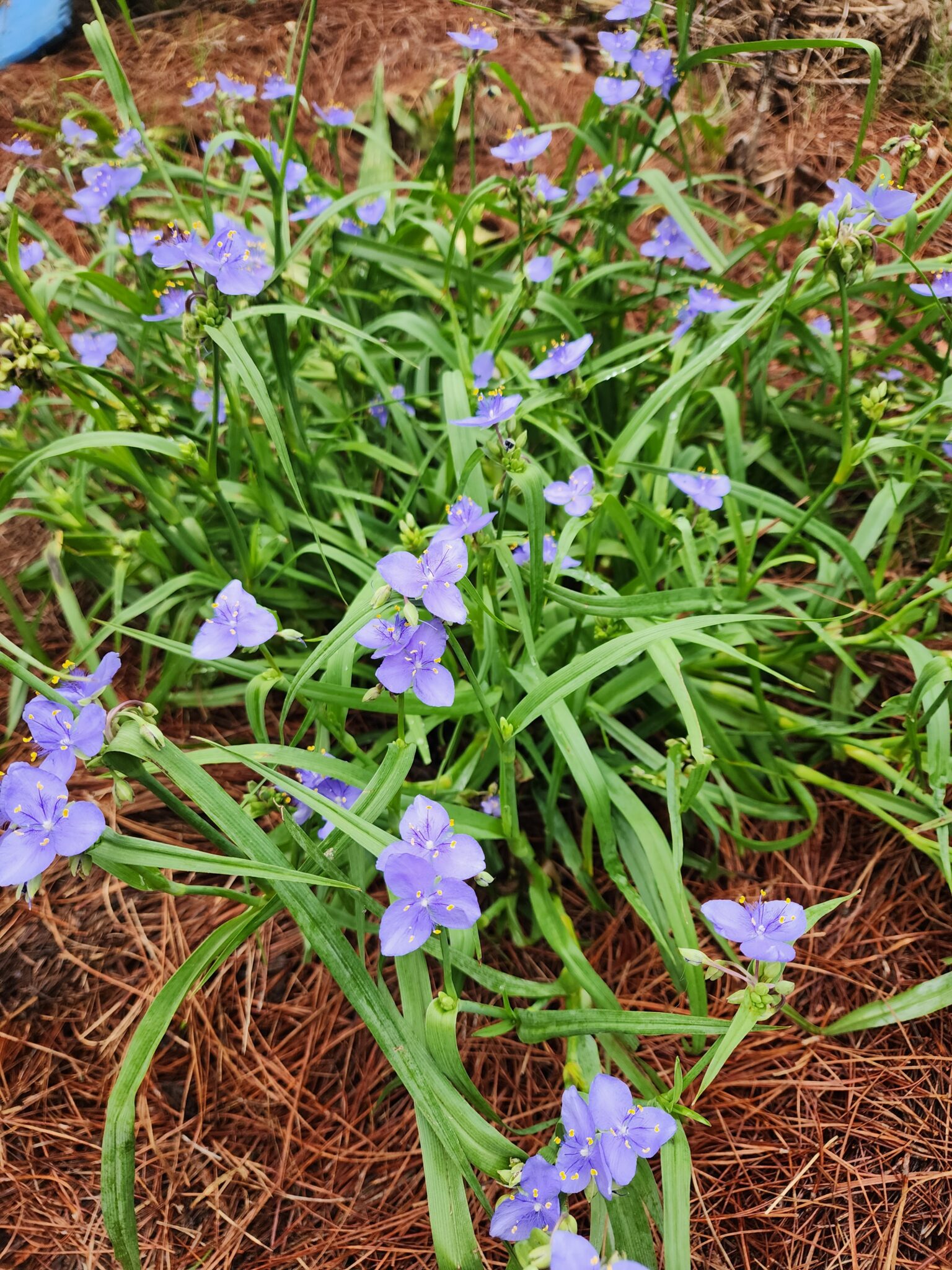 Florida Native Plant List – Tree Farm & Nursery