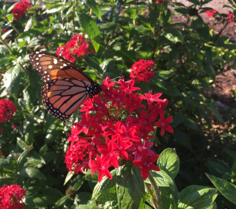 Beebright Pentas – Tree Farm & Nursery