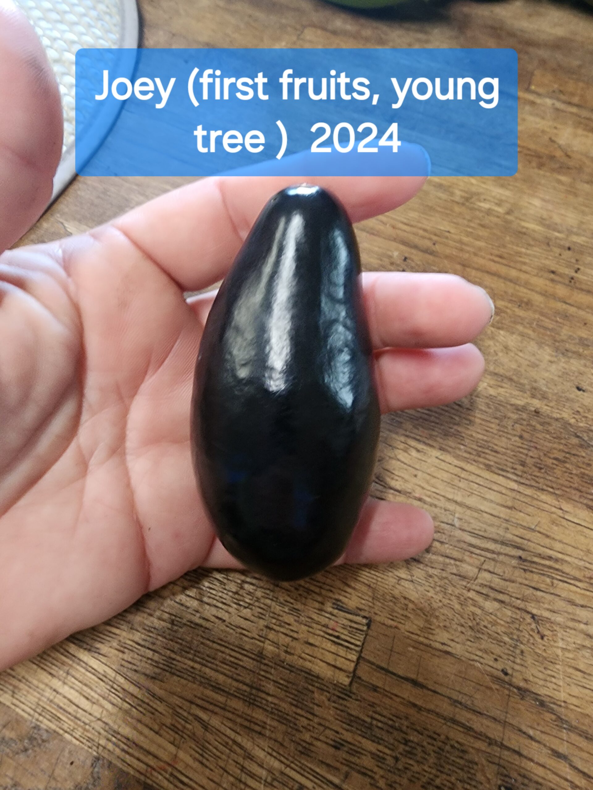 Joey Avocado – Tree Farm & Nursery
