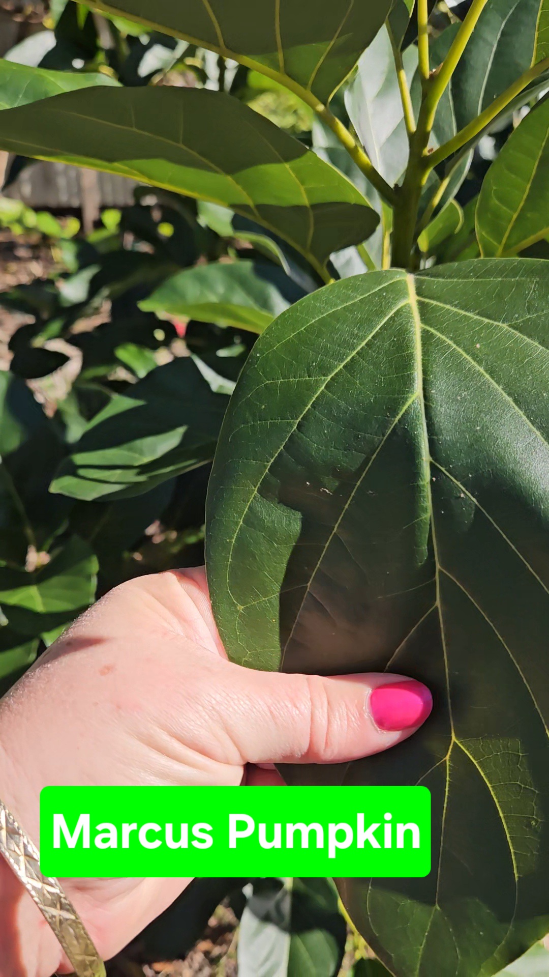 Marcus Pumpkin Avocado Tree – Tree Farm & Nursery