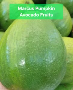 Marcus Pumpkin Avocado Tree – Tree Farm & Nursery